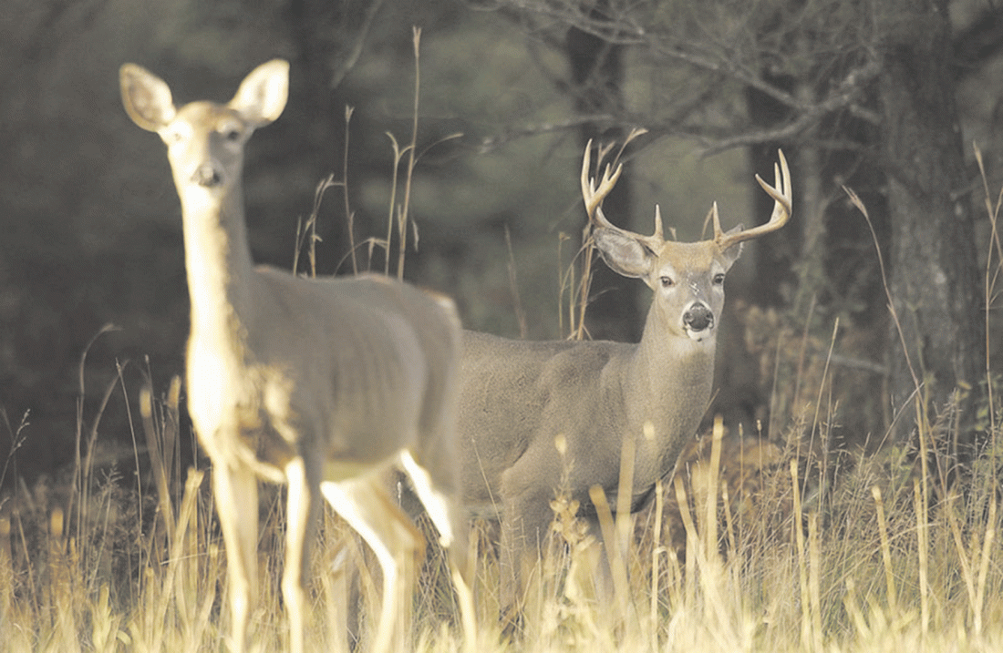 Study describes factors impacting deer numbers | News, Sports, Jobs ...